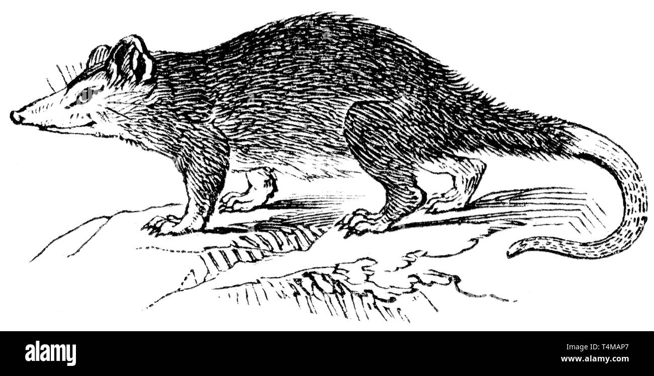 Wood cut engraved illustration, taken from 'The Treasury of Natural ...