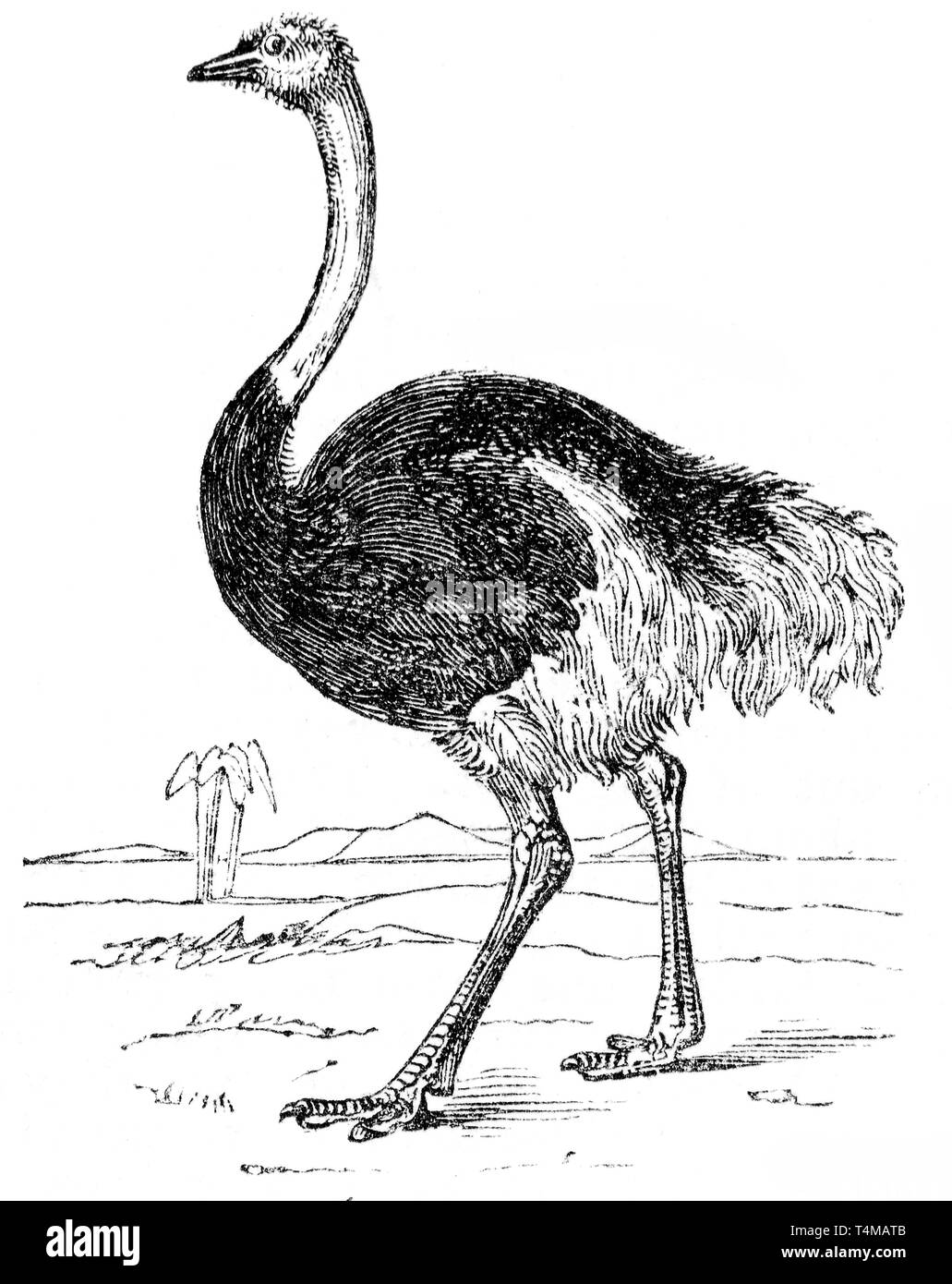 Wood cut engraved illustration, taken from 'The Treasury of Natural ...