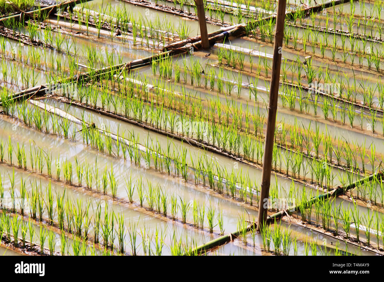 rice sapling, rice plant at the paddy field, floating rice farm at ...
