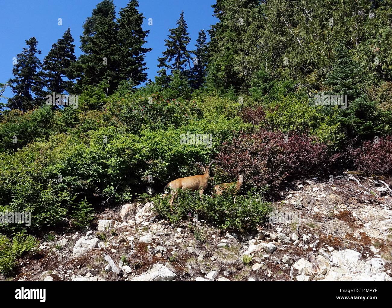 Real nature hi-res stock photography and images - Alamy