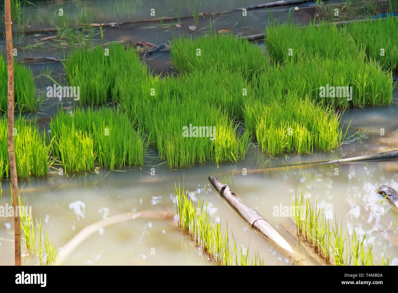 rice sapling, rice plant at the paddy field, floating rice farm at ...