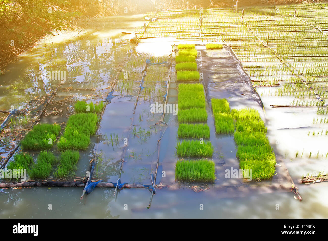 rice sapling, rice plant at the paddy field, floating rice farm at ...