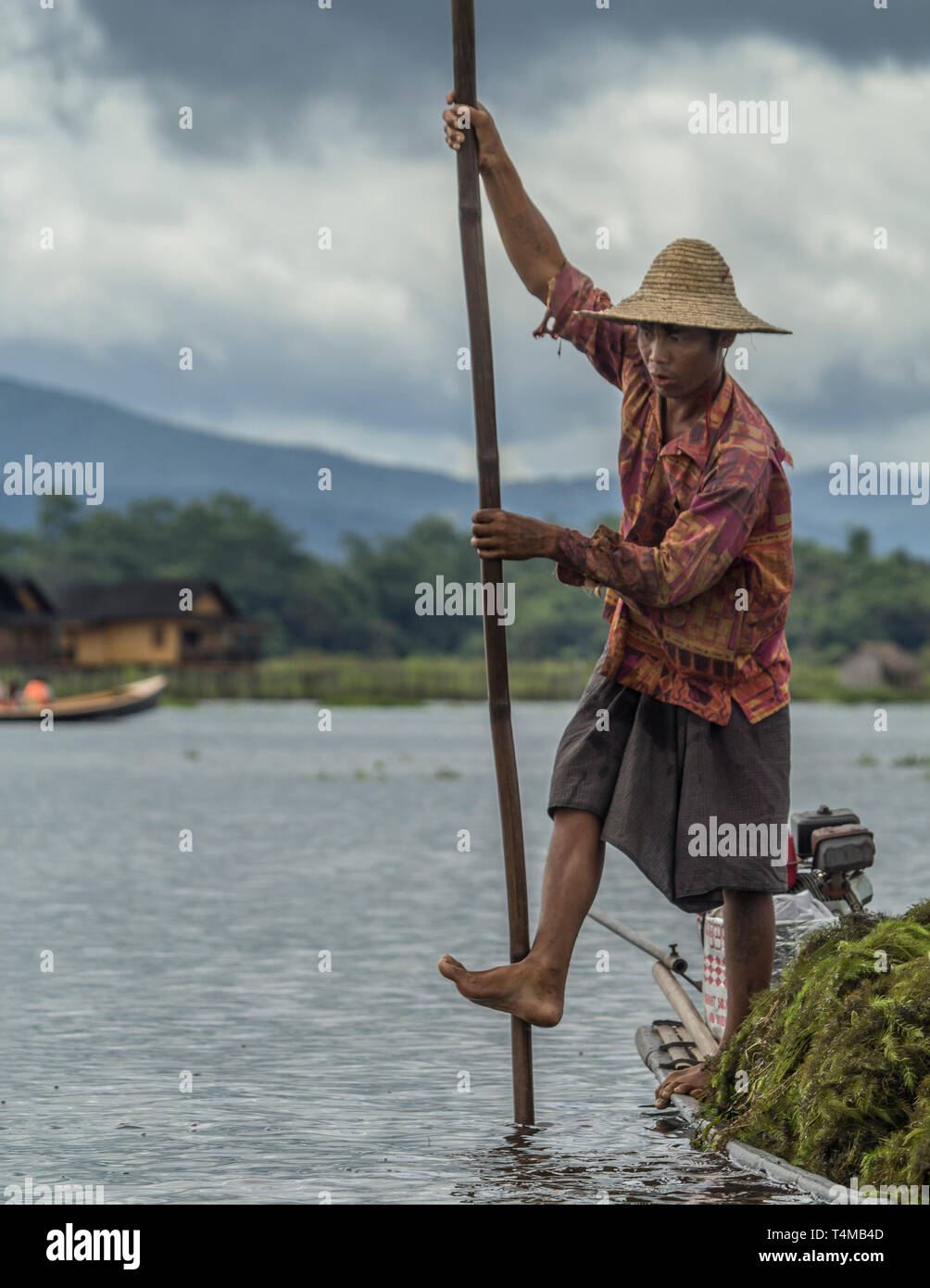 An local Intha dredges Inle Lake on his paddle boatr for tomato farming ...