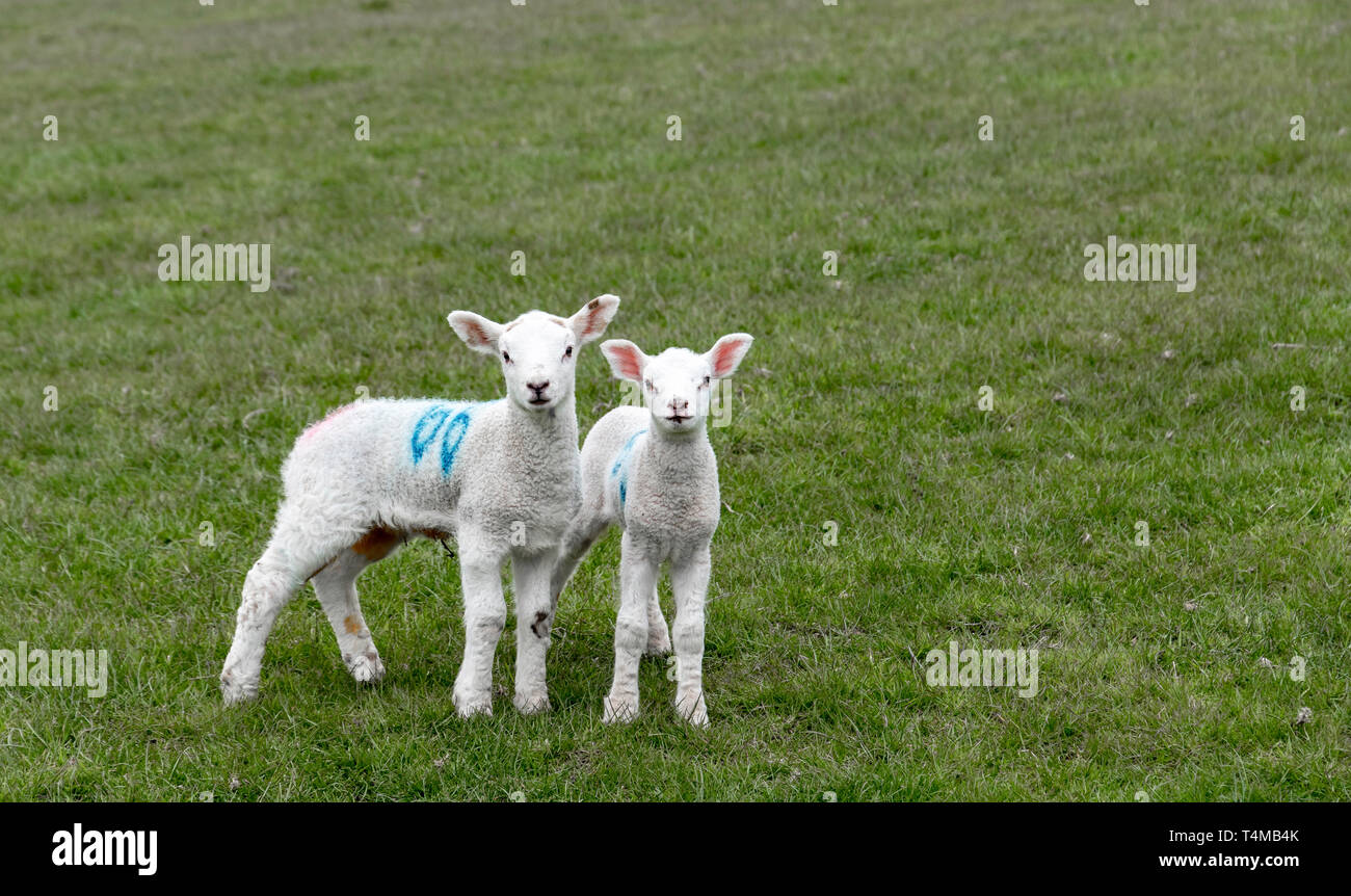 Cute lambs pictures hi-res stock photography and images - Alamy
