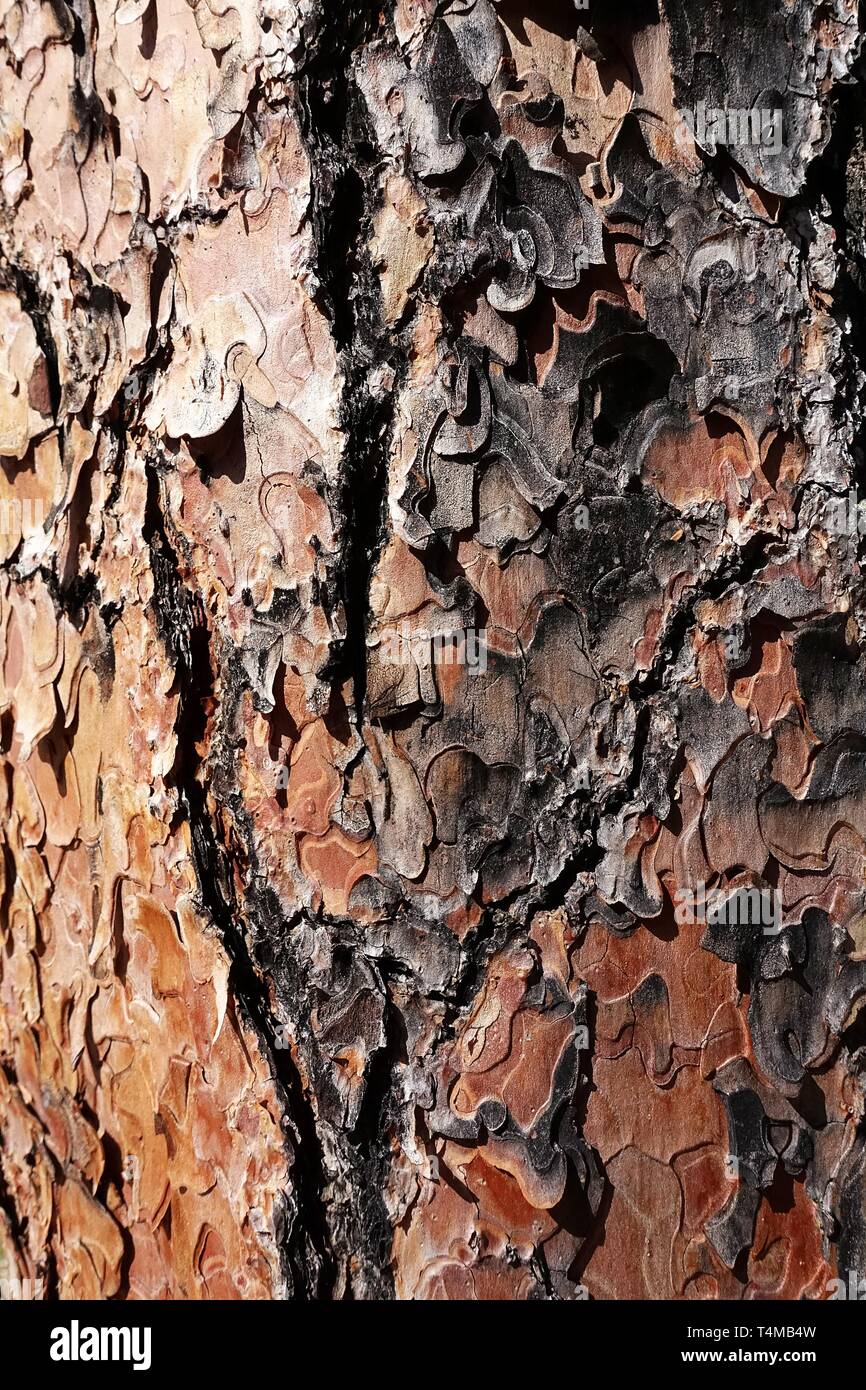 Tree bark burnt hi-res stock photography and images - Alamy
