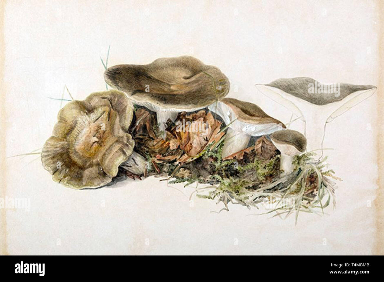 Beatrix Potter Illustration Frog High Resolution Stock Photography and ...
