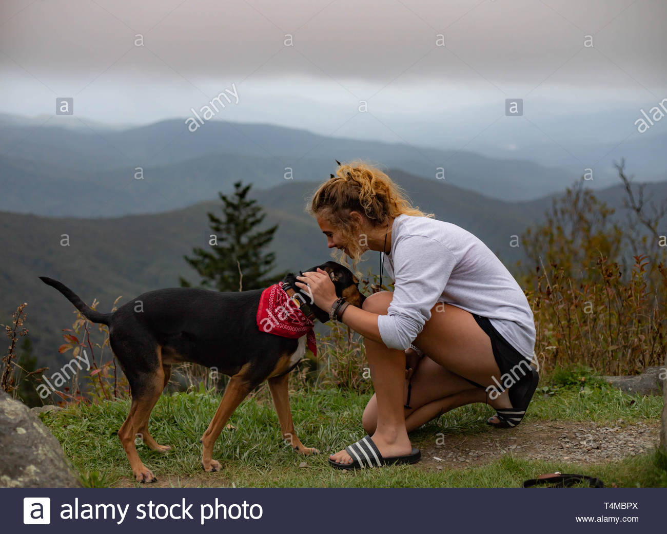 Dog Kneel Stock Photos & Dog Kneel Stock Images - Alamy