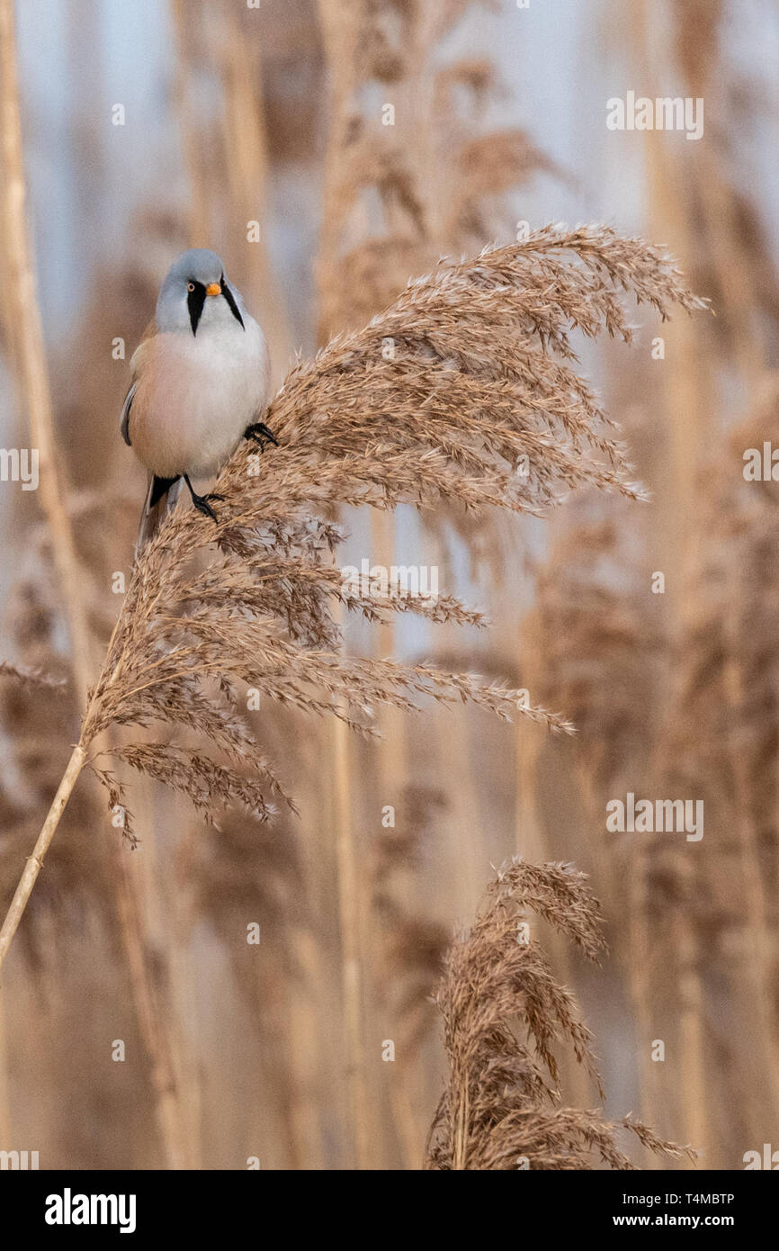 Bearded panurus biarmicus hi-res stock photography and images - Alamy