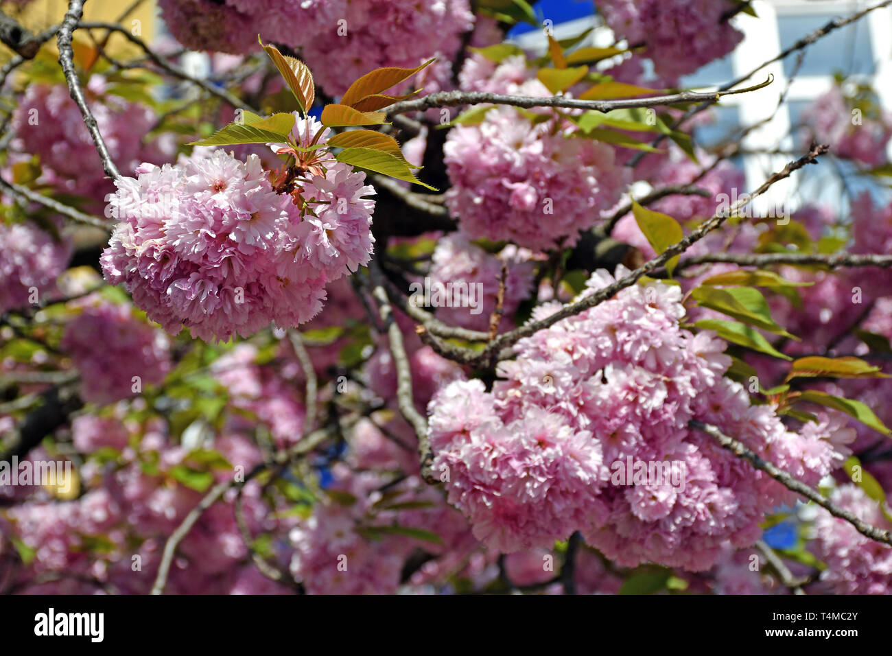 Japanese cherry tree in spring time Stock Photo - Alamy