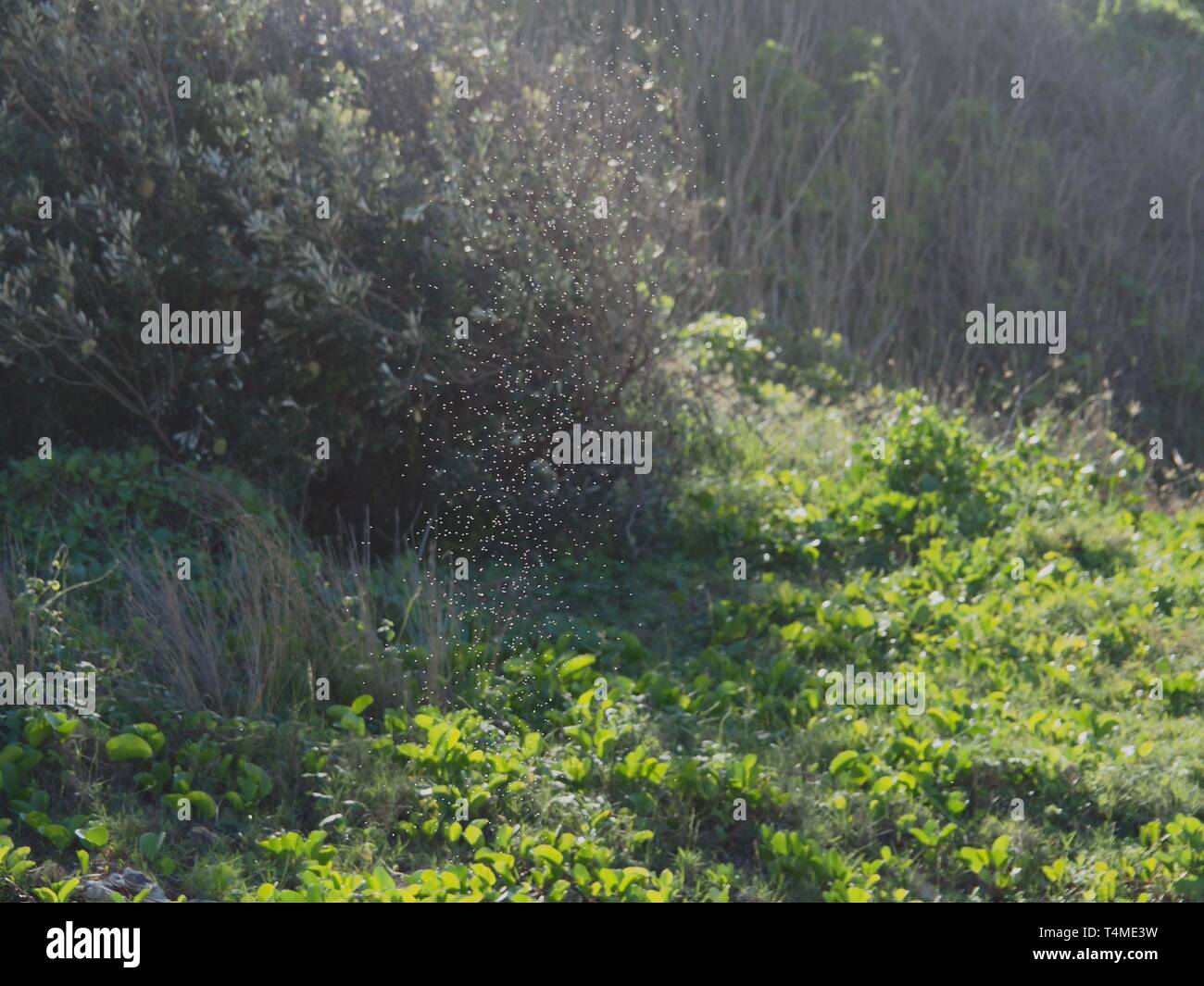 Tiny Bugs swirling into the air captured by the sunlight looking like ...