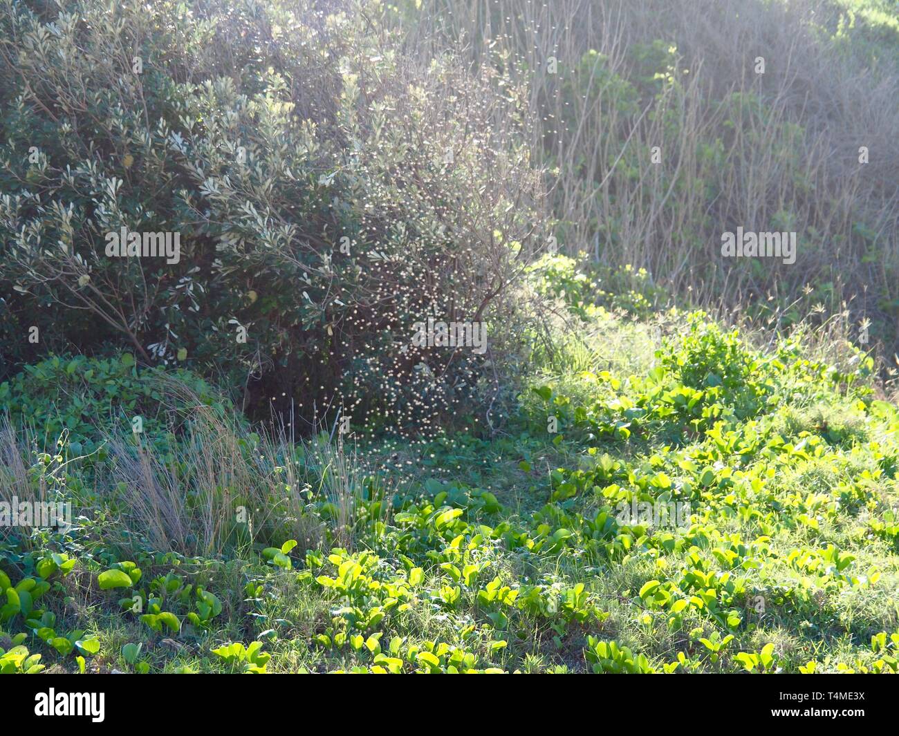 Hundreds of tiny plants hi-res stock photography and images - Alamy