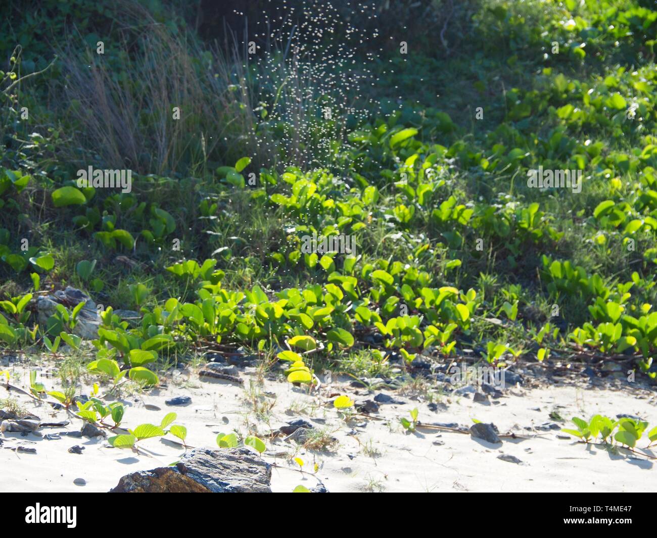 Tiny Bugs swirling into the air captured by the sunlight looking like ...
