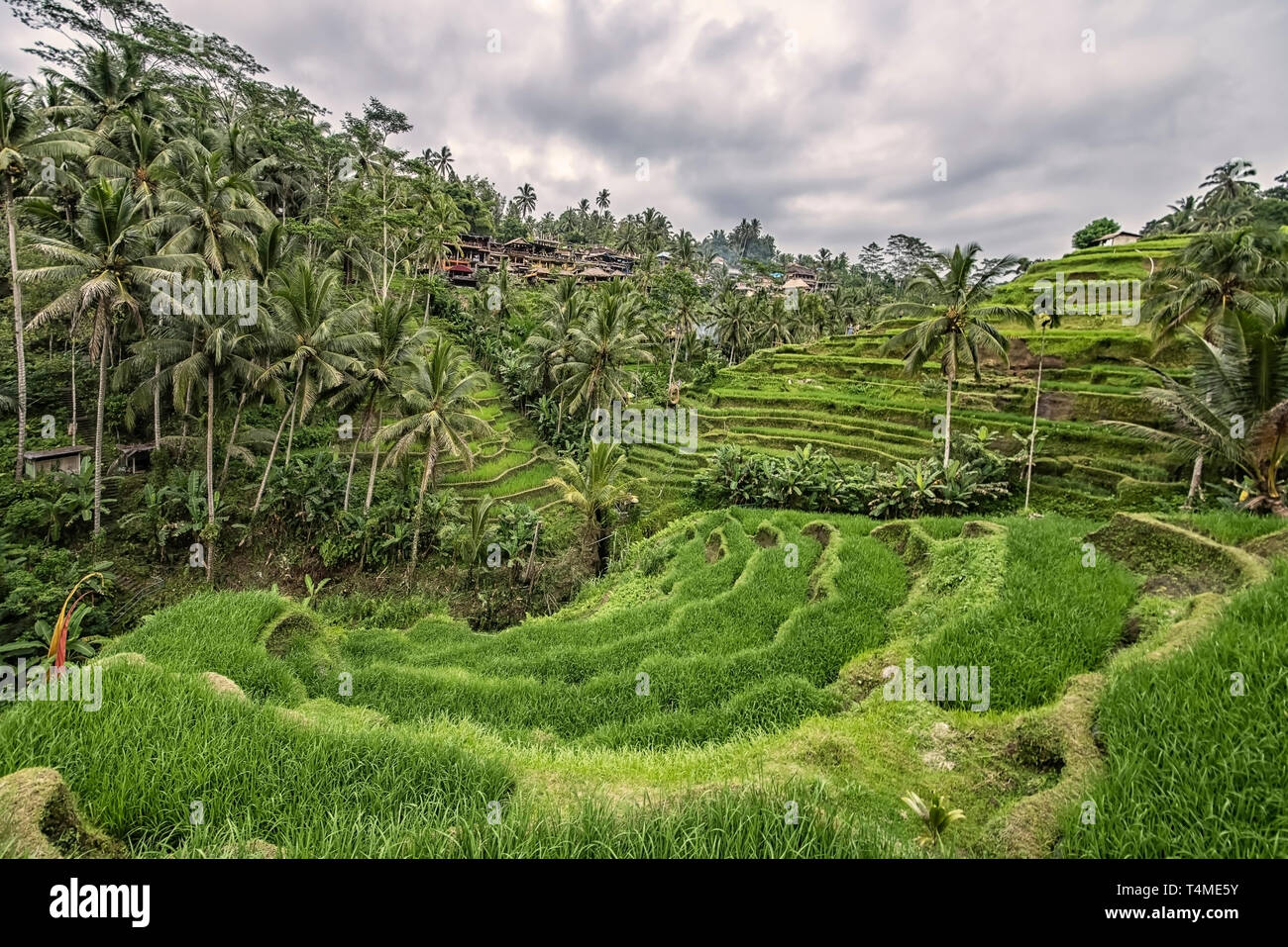 Ubud Bali Rice High Resolution Stock Photography and Images - Alamy
