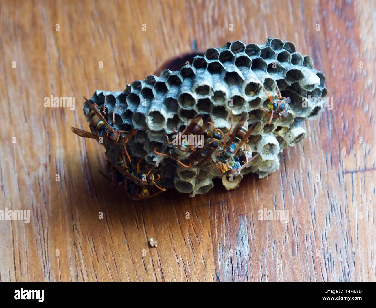 Australian paper wasp hi-res stock photography and images - Alamy