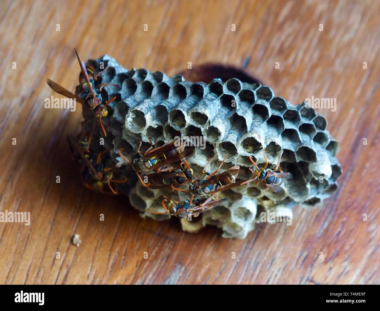 Paper wasp, wasps nest Stock Photo - Alamy