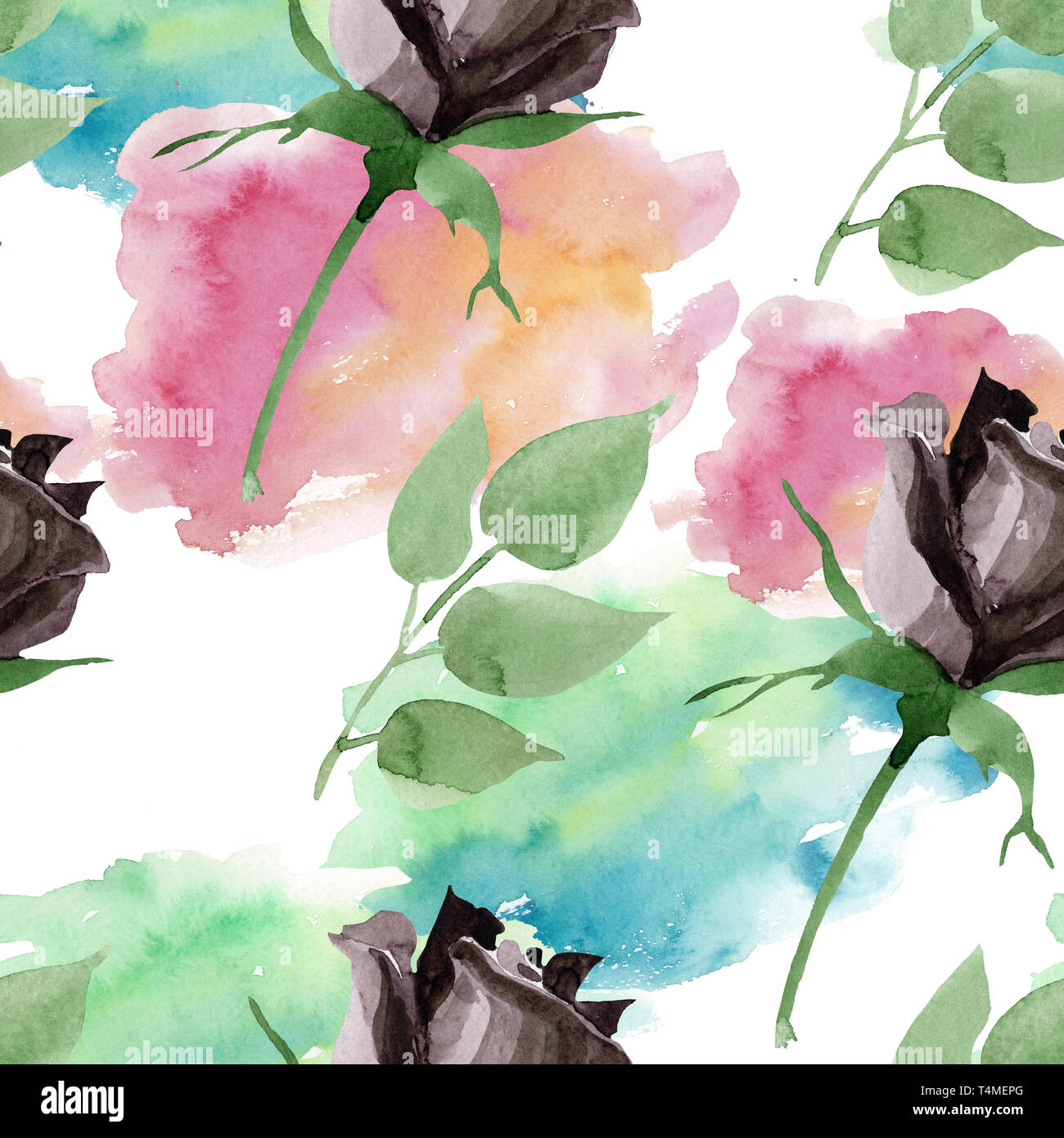 Black rose floral botanical flowers. Watercolor background illustration ...