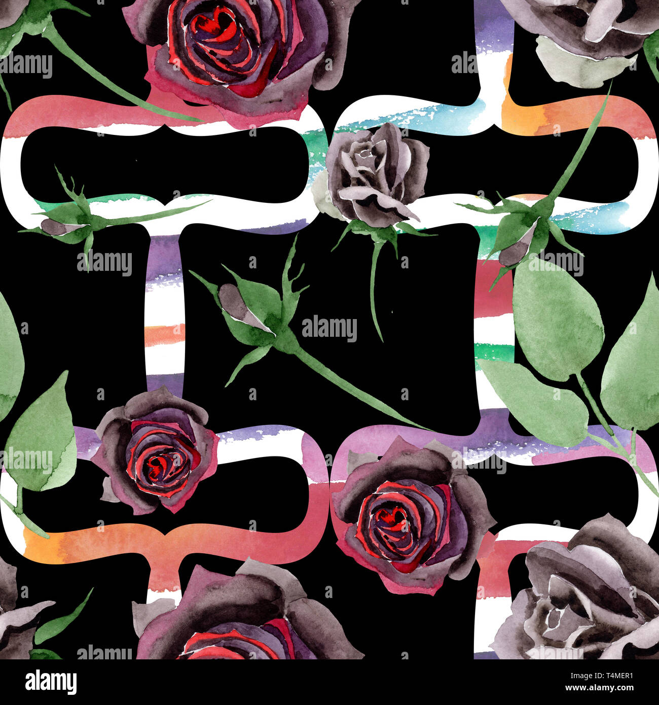 Black rose floral botanical flowers. Watercolor background illustration ...