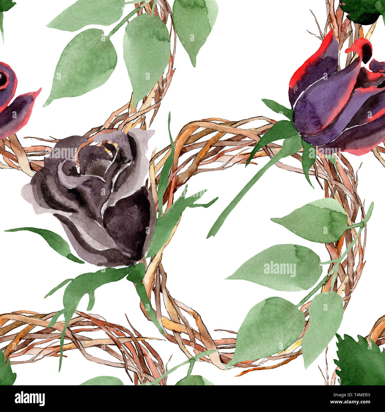 Black rose floral botanical flowers. Watercolor background illustration ...