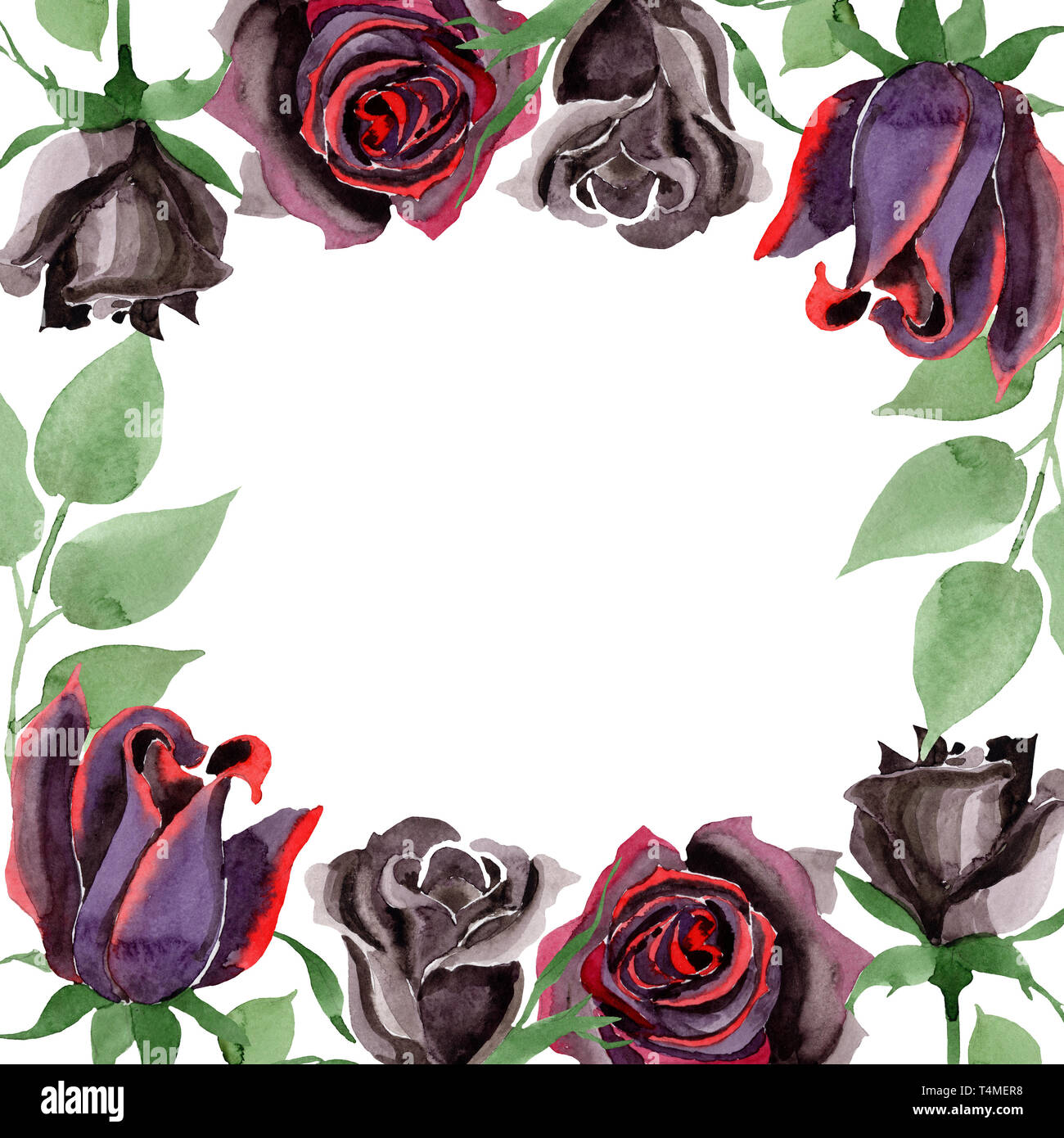 Beautiful Black Rose Flowers Wallpapers For Desktop