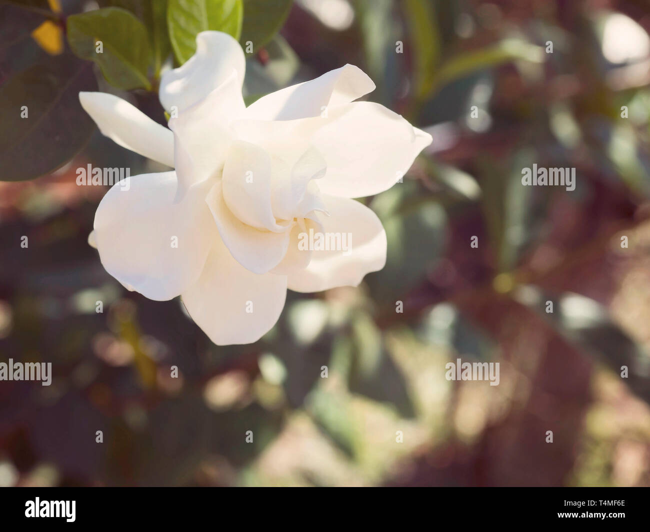 Gardenia jasminoides flower as known as Cape Jasmine flower blown by ...