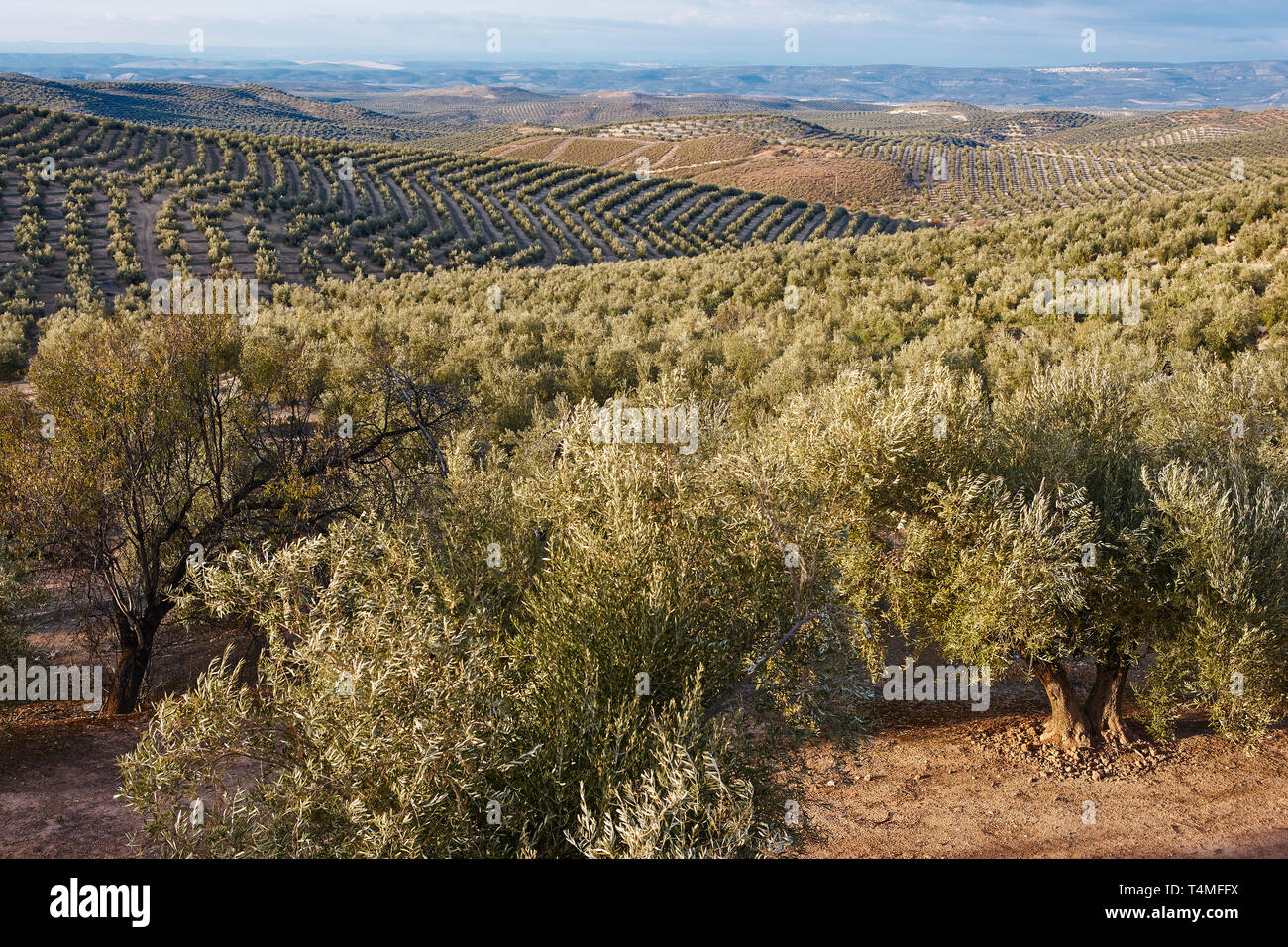 Olive tree fields in Andalusia. Spanish agricultural harvest landscape ...