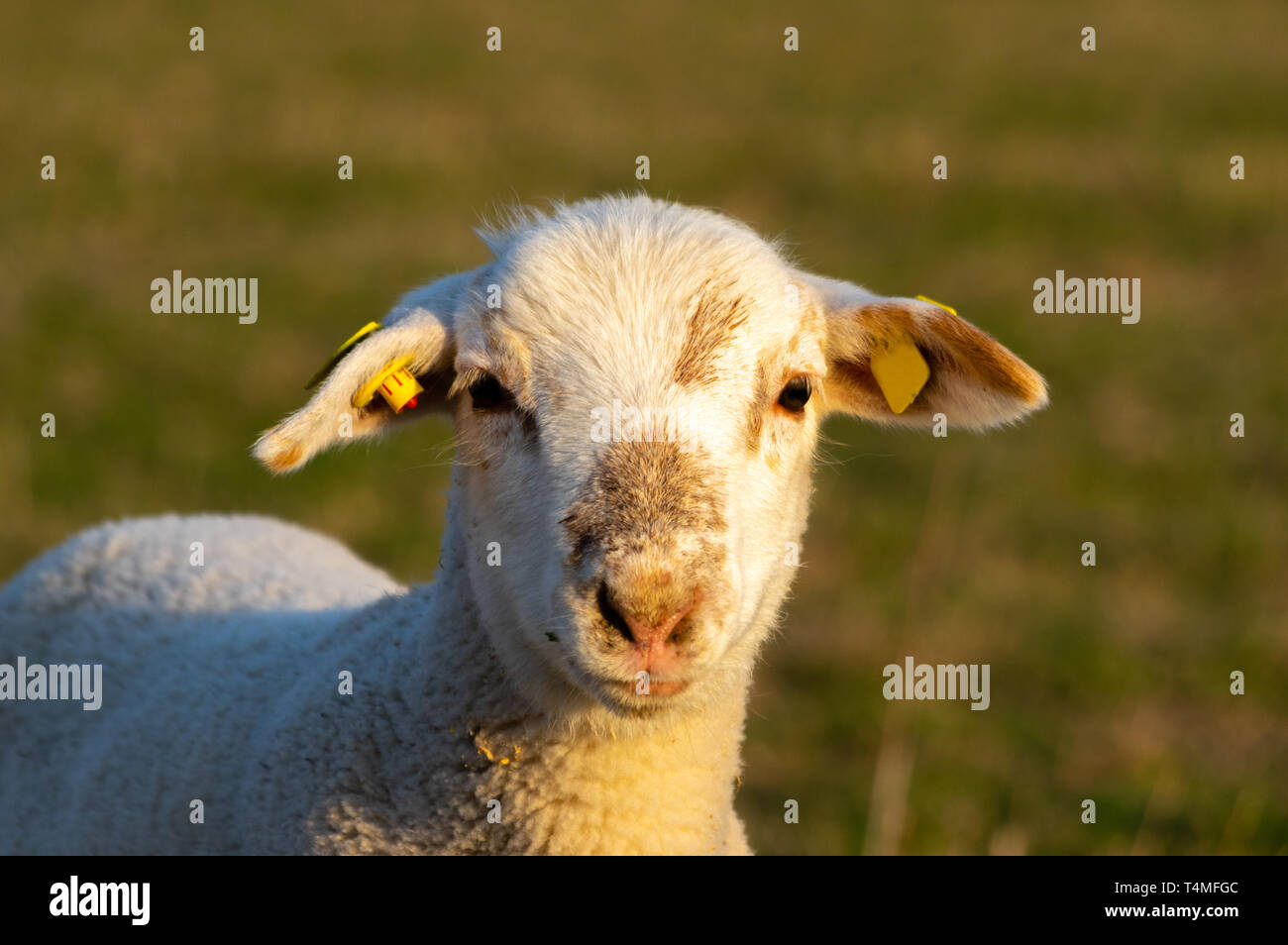 portrait of a lamb Stock Photo - Alamy