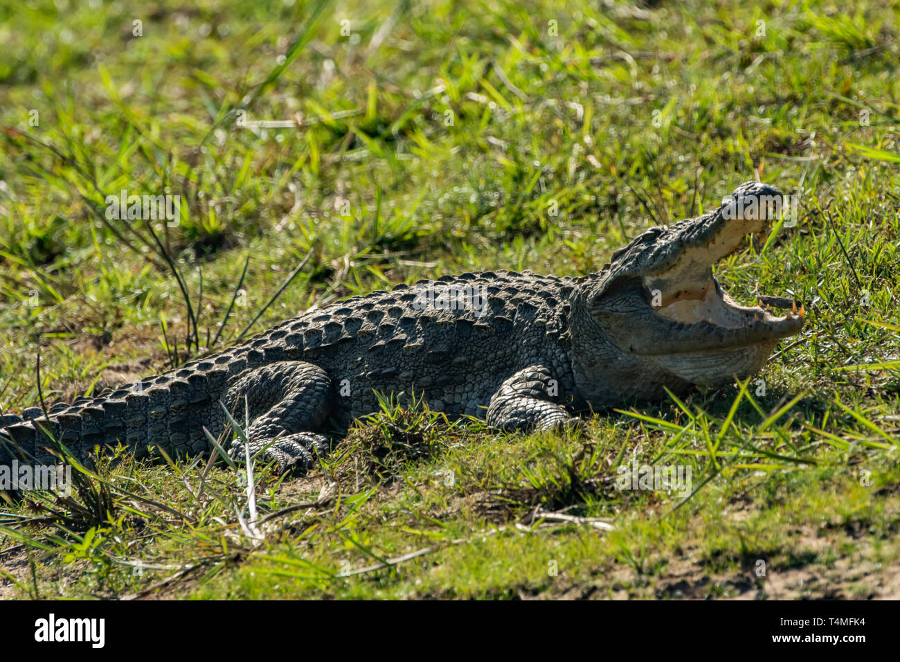 Mugger Crocodile. Crocodylus palustris. Single adult basking on shore ...