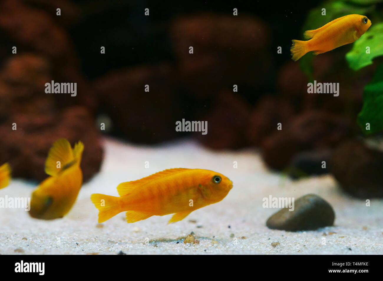 Fishes, Saulos's Mbuna, Female incubating eggs - maternal mouthbrooding ...