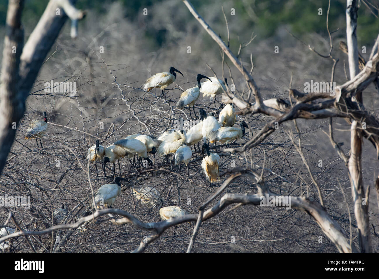 Black-headed Ibis.Threskiornis melanocephalus. Small flock in dead tree ...