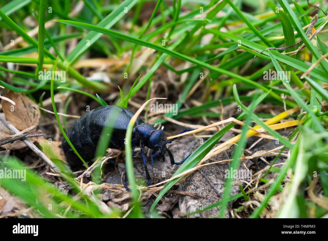 Oil beetle hi-res stock photography and images - Alamy