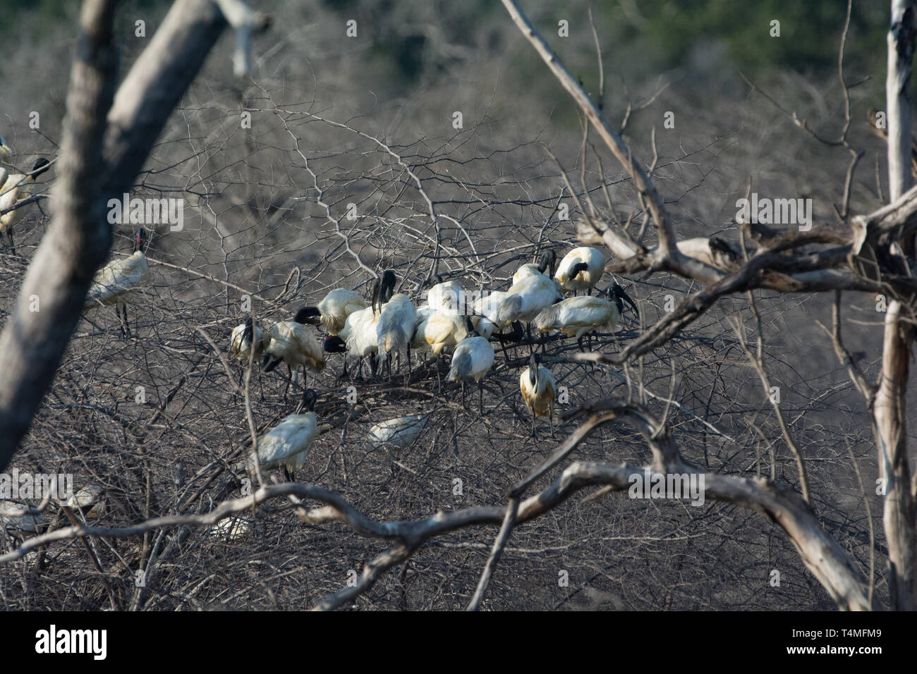 Black-headed Ibis.Threskiornis melanocephalus. Small flock in dead tree ...