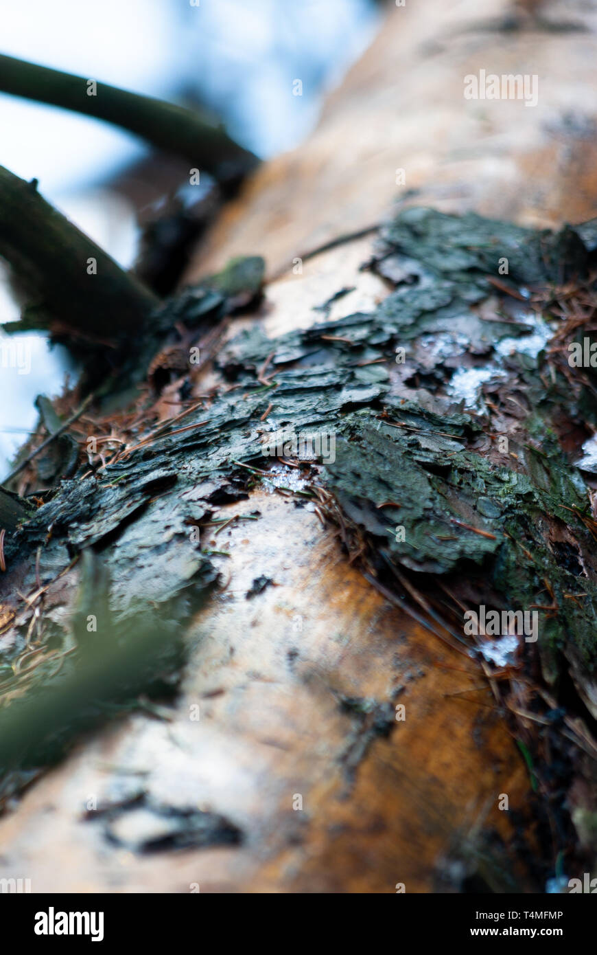 Debarked tree hi-res stock photography and images - Alamy