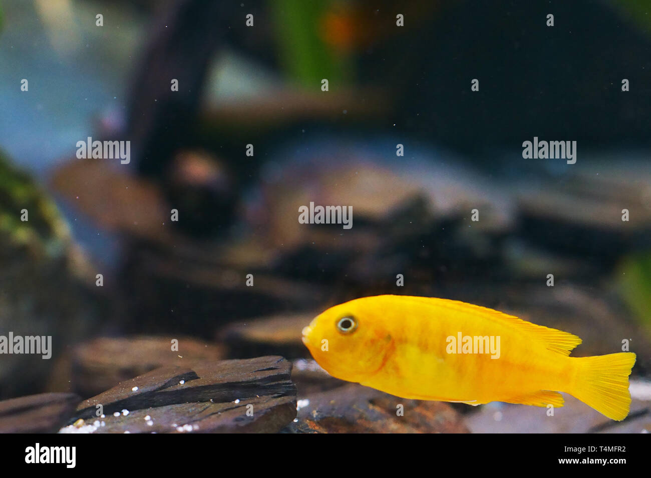 Fishes, Saulos's Mbuna, Female incubating eggs - maternal mouthbrooding ...
