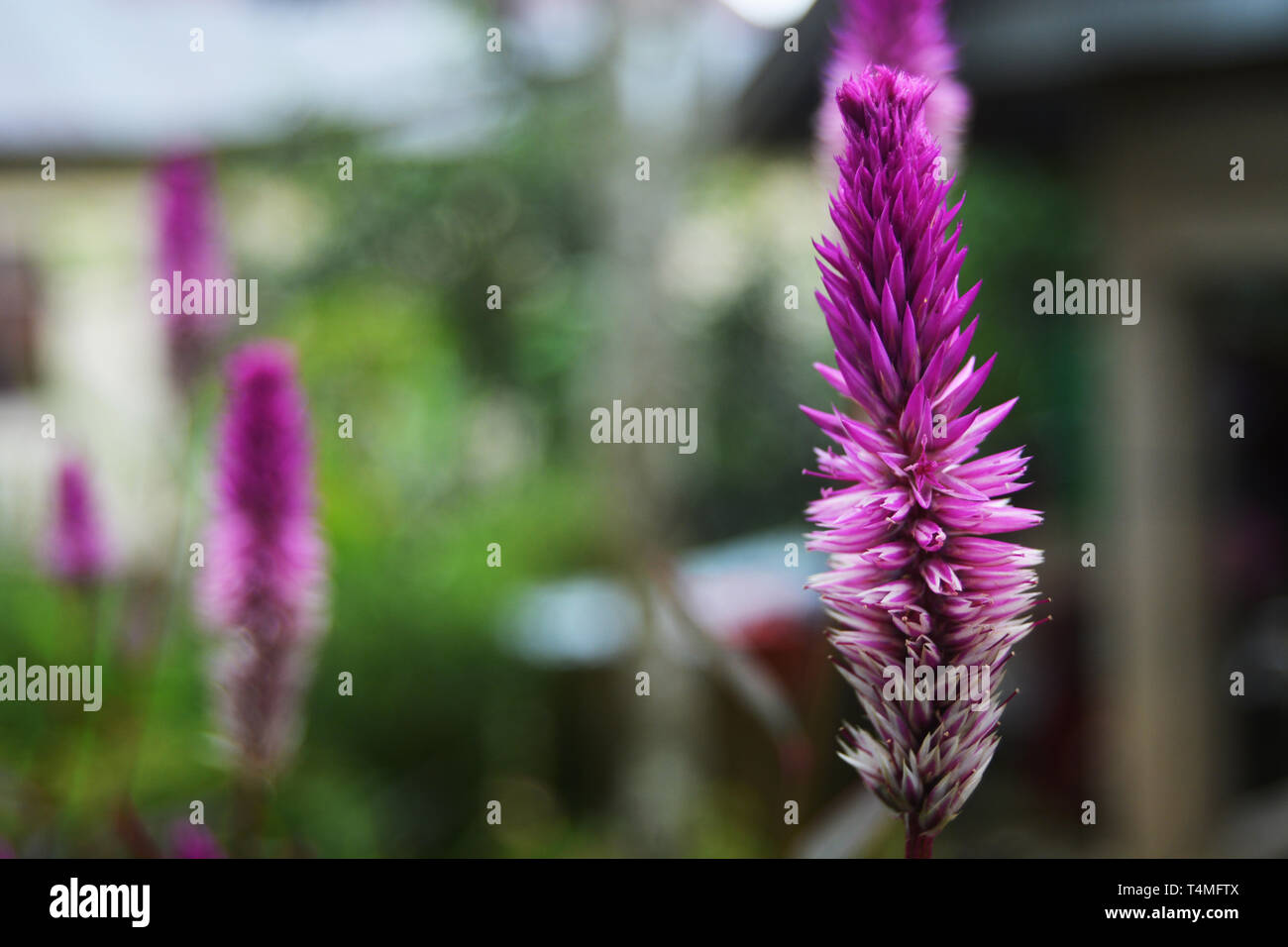 Beautiful alium flower hi-res stock photography and images - Alamy