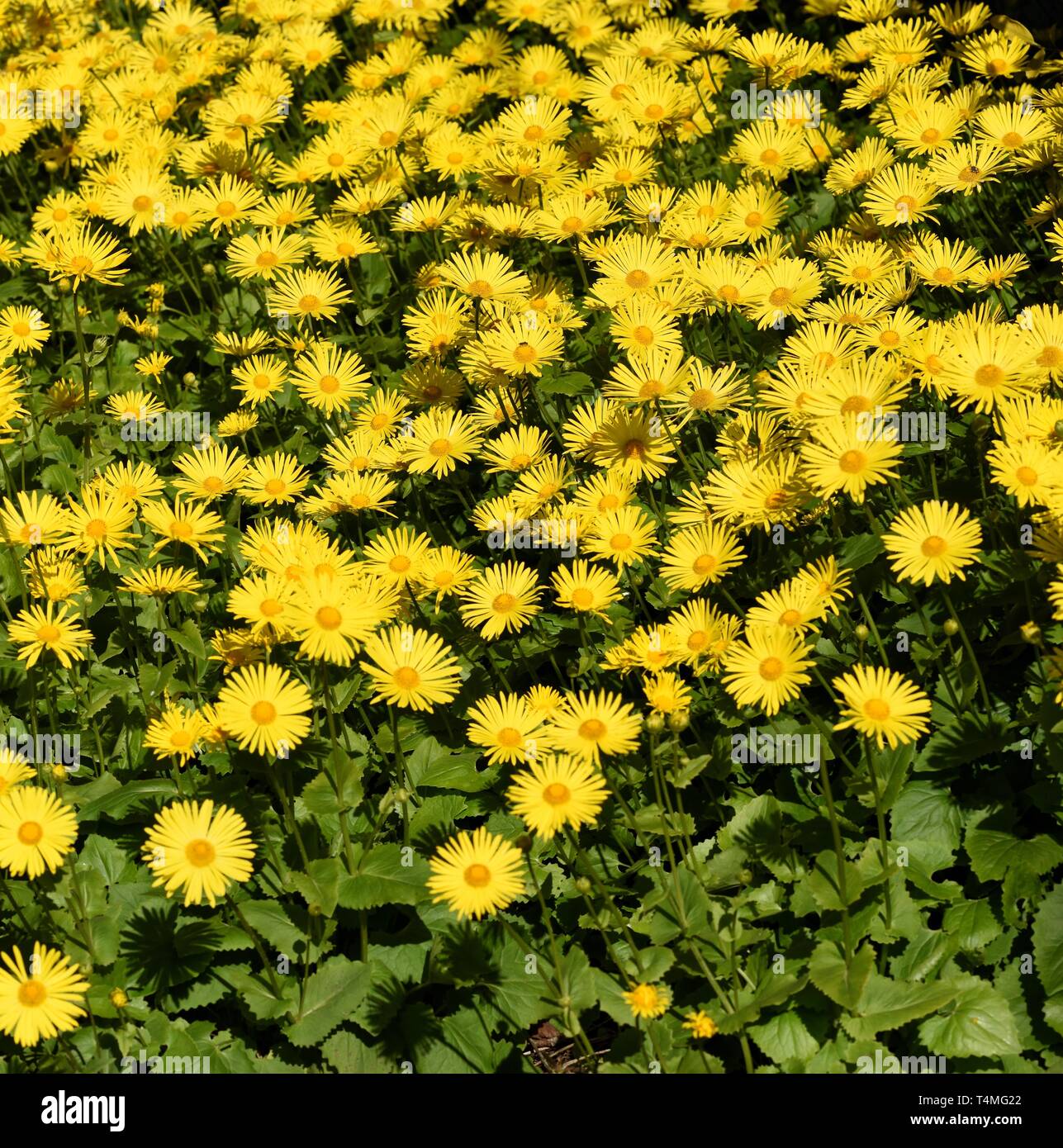 Doronicum orientale leopards bane hi-res stock photography and images ...