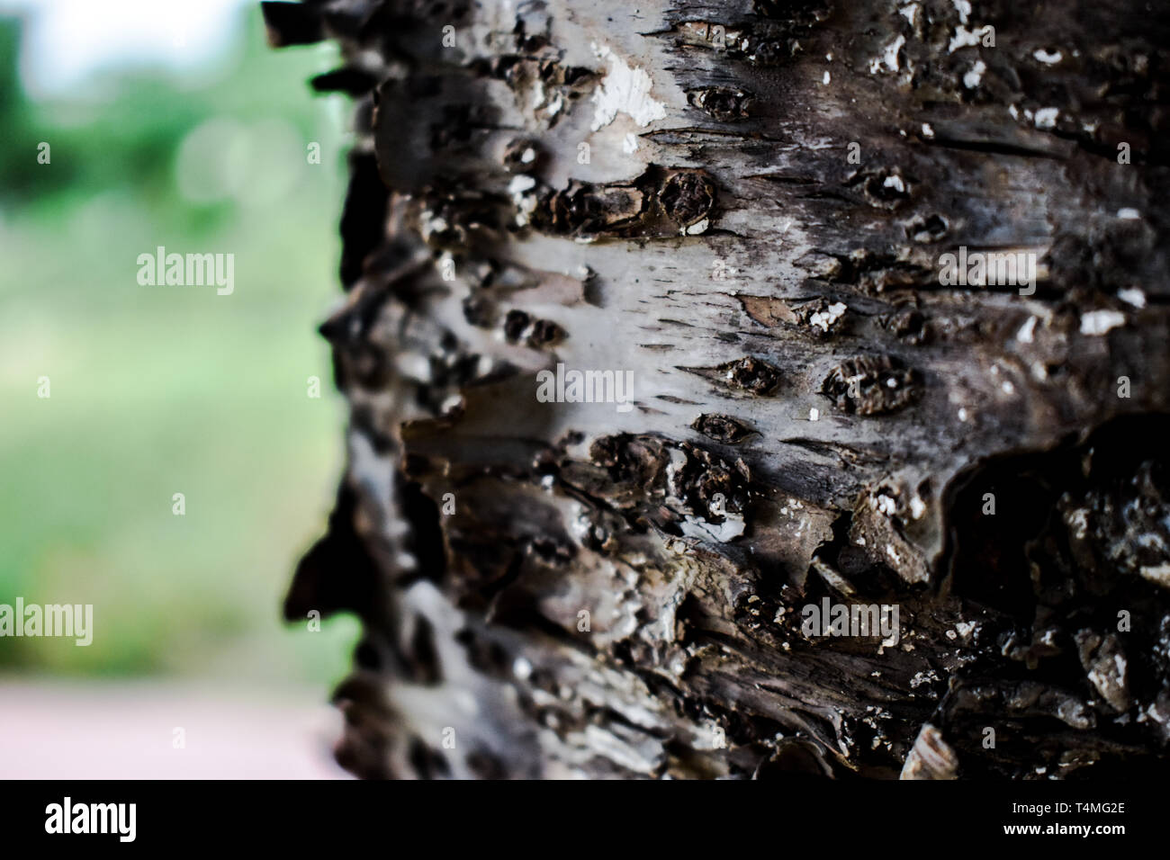 Neem tree bark hi-res stock photography and images - Alamy