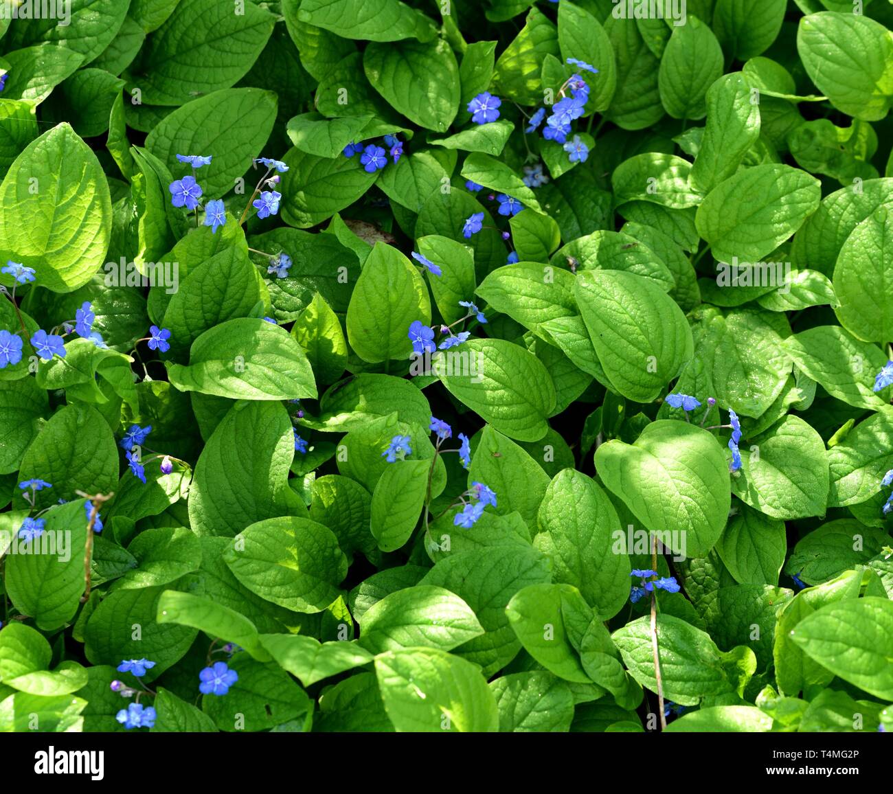 Clump forming ground cover perennial hi-res stock photography and ...