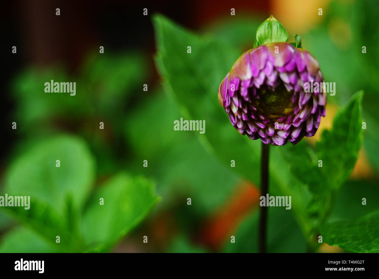 Beautiful alium flower hi-res stock photography and images - Alamy