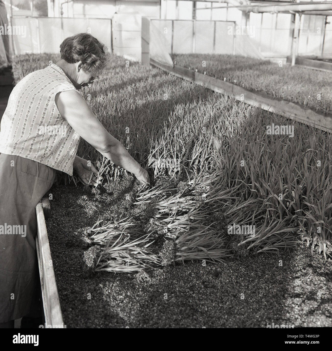 1950s, historical, female worker in a garden nursery checking plants in ...