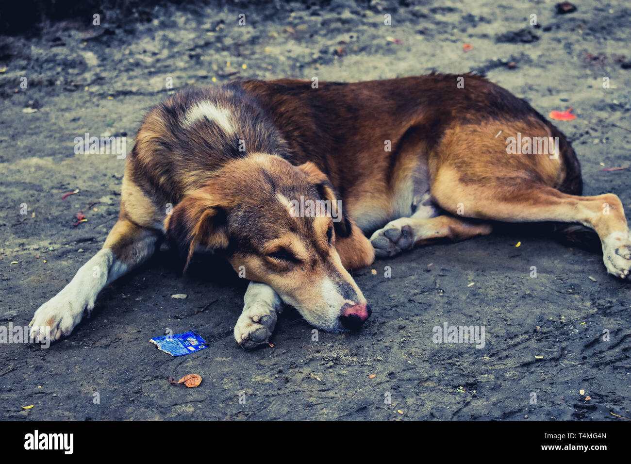 Hungry street dog hi-res stock photography and images - Alamy