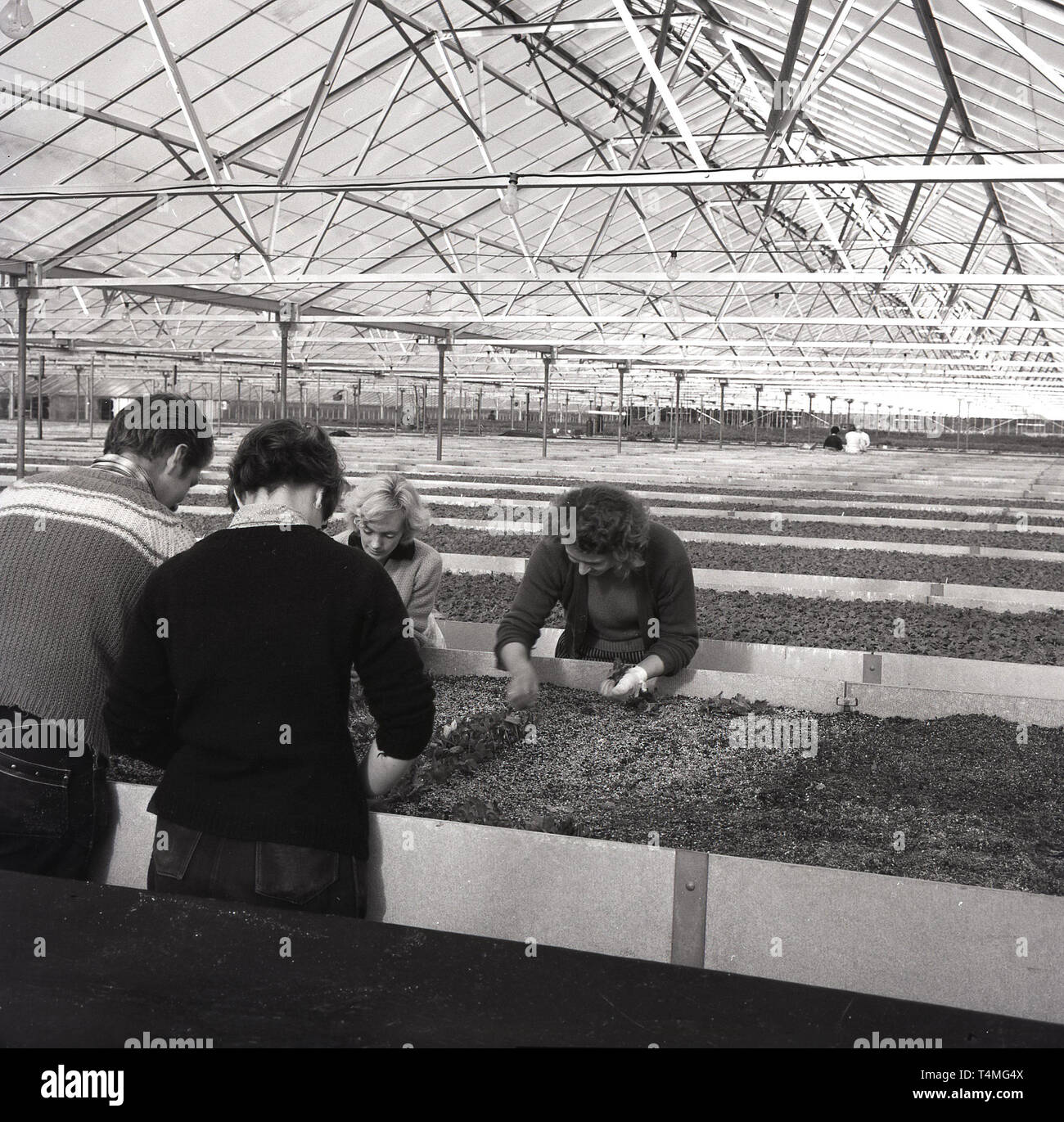 1950s, historical, workers in a garden nursery checking plants in a ...
