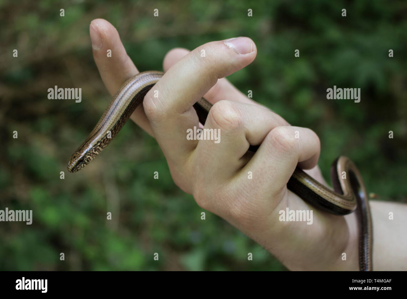 Snake in the hand Stock Photo - Alamy