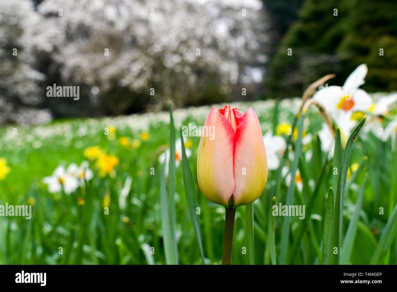 Tulip flower close up Stock Photo - Alamy