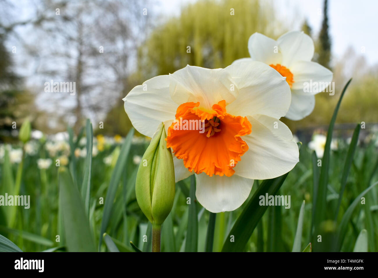 Close up view of beautiful narcissus flowers Stock Photo - Alamy