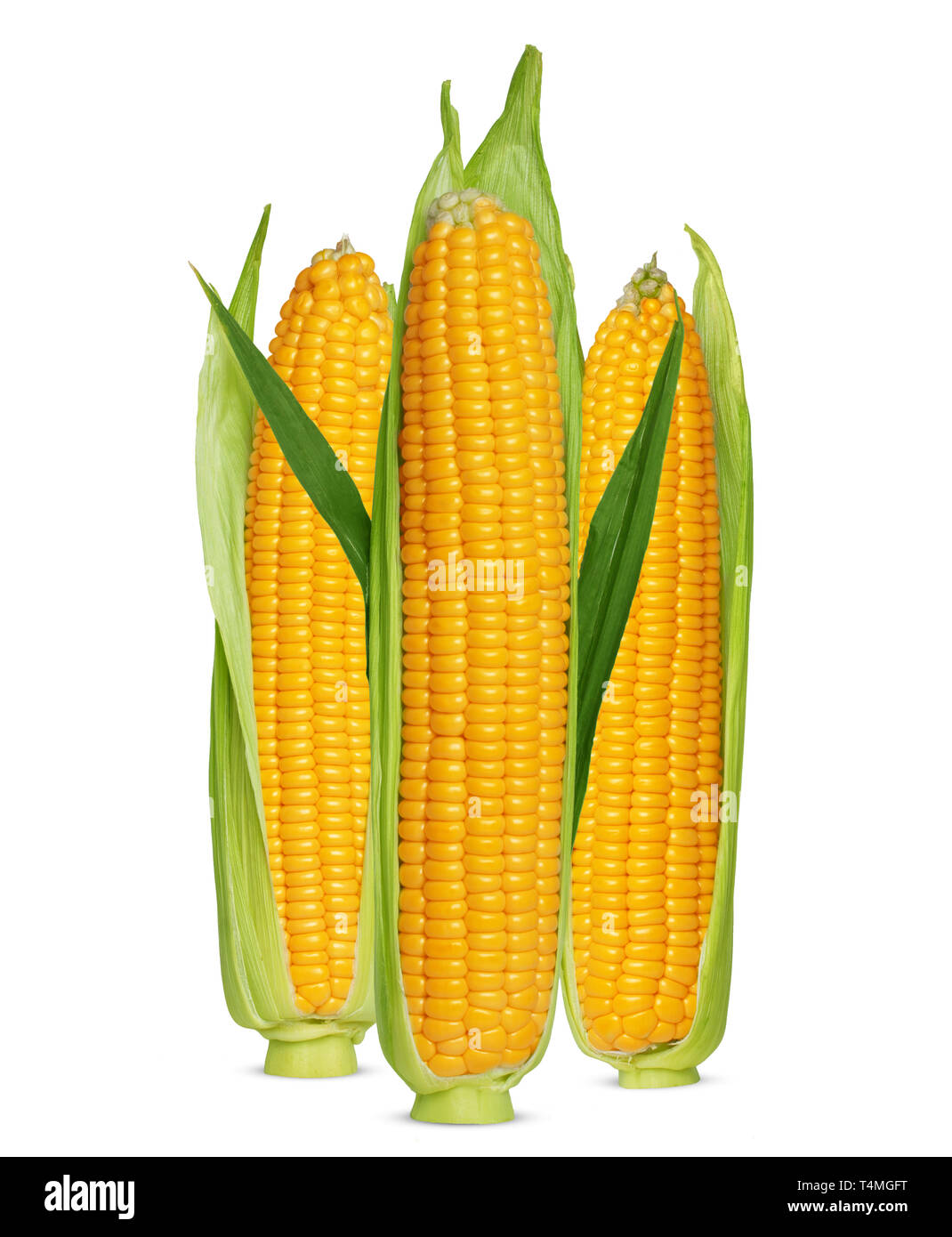 Corn ear isolated on white Stock Photo - Alamy