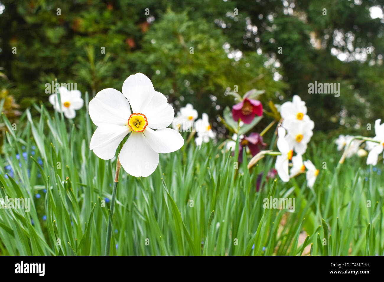 Close up view of beautiful narcissus flowers Stock Photo - Alamy