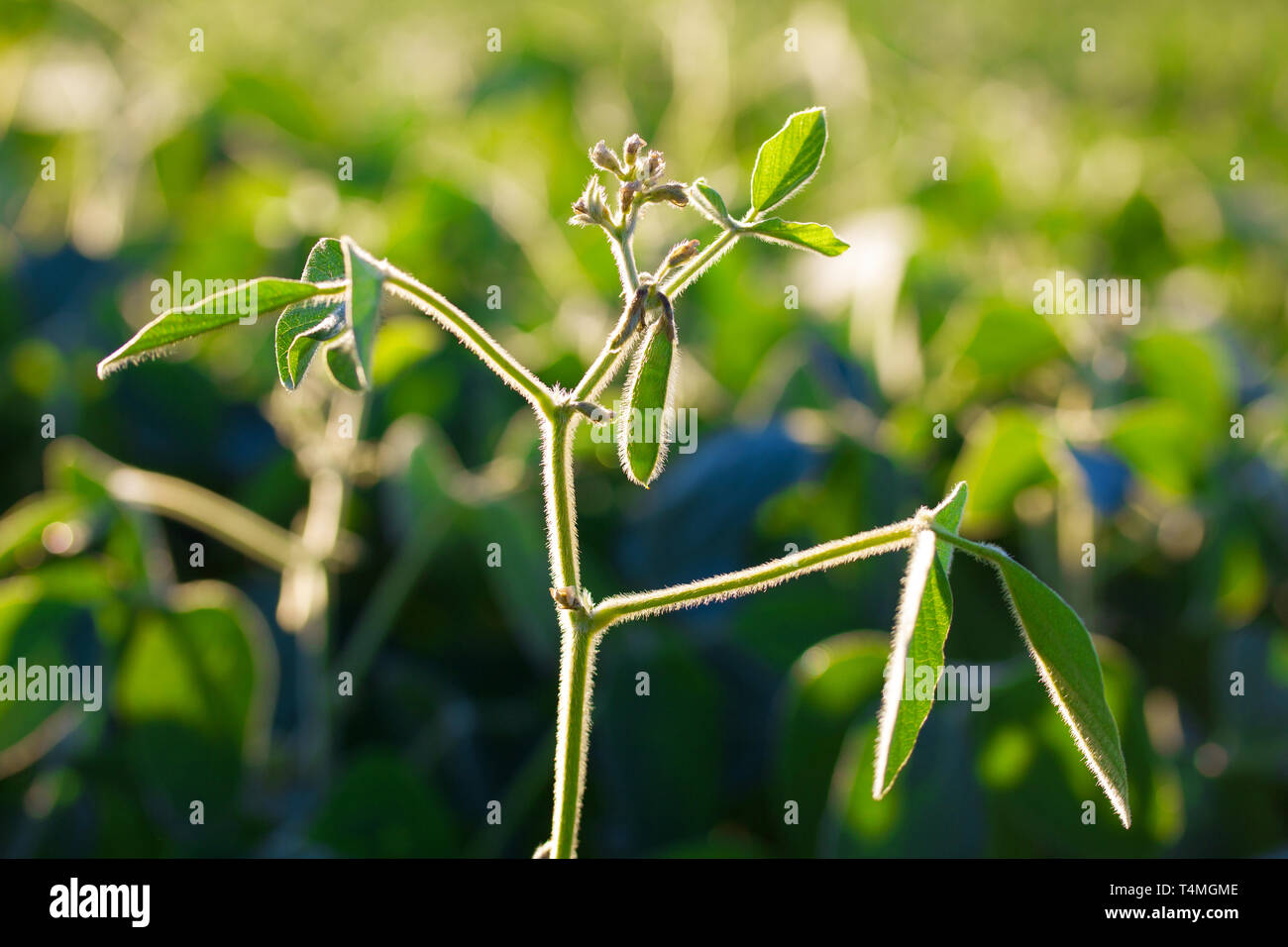 Soya plant hi-res stock photography and images - Alamy