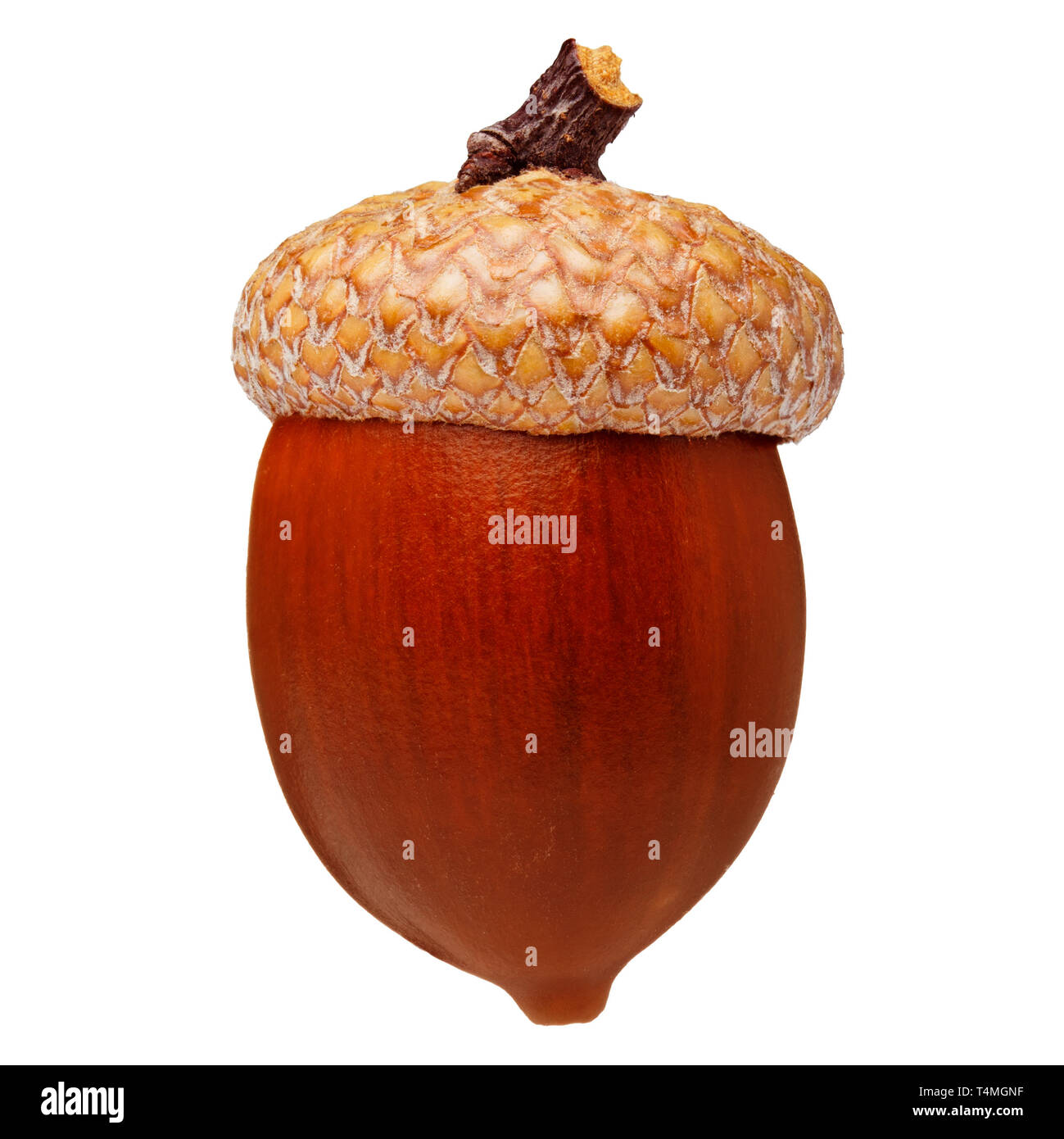 Red oak acorn isolated Stock Photo - Alamy