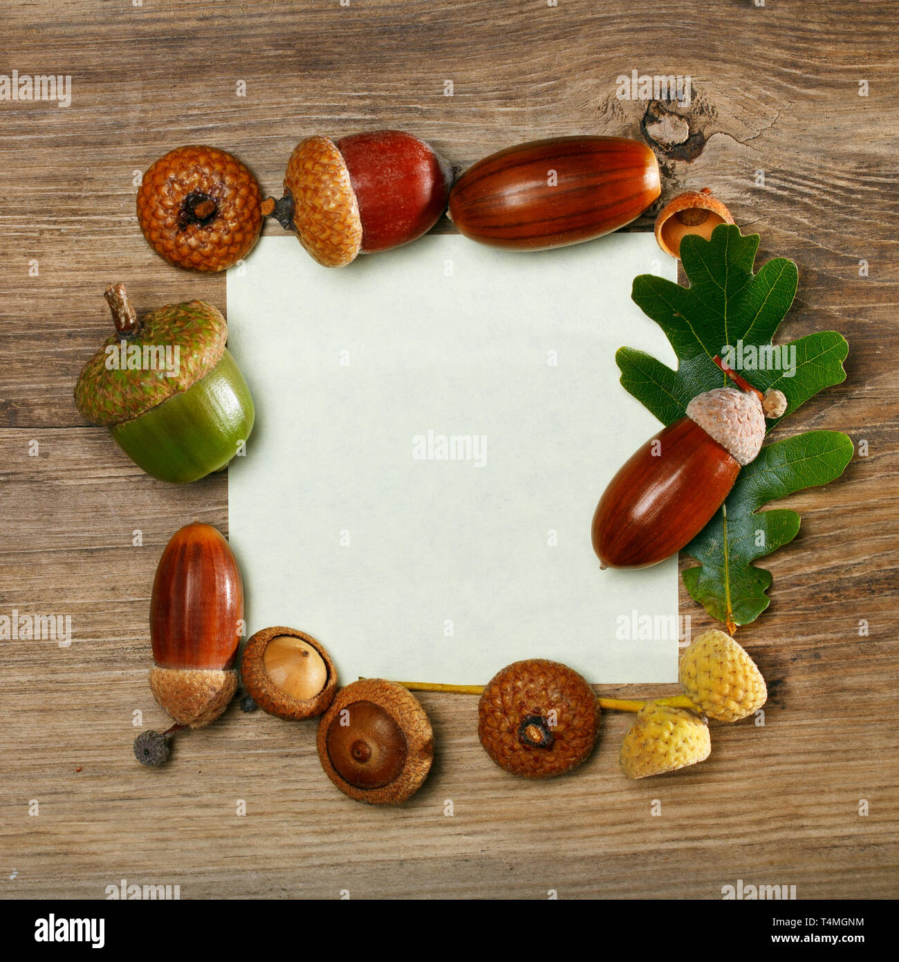 Acorn frame hi-res stock photography and images - Alamy