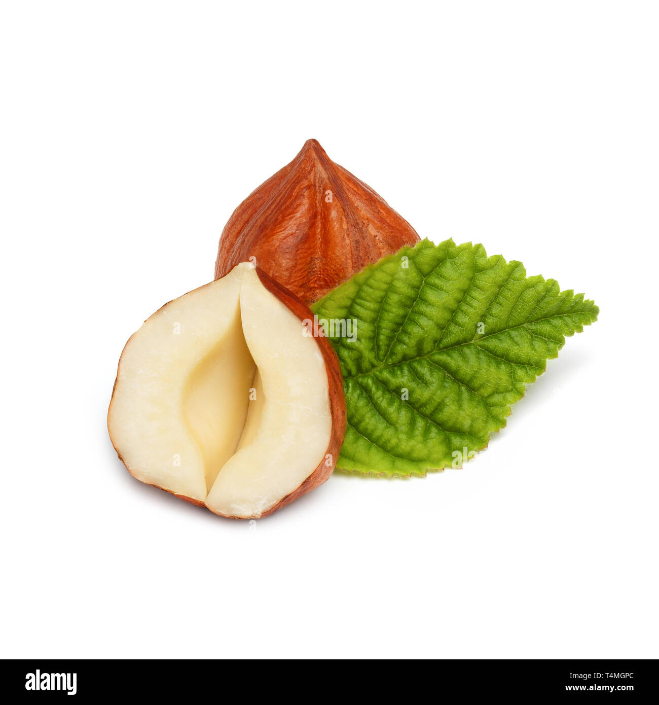 Filbert isolated hi-res stock photography and images - Alamy